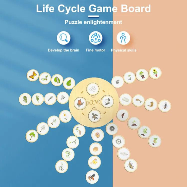 Life Cycle Board – Hi5Toys