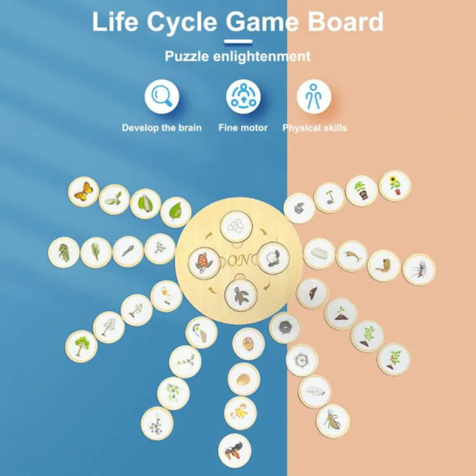 Life Cycle Board – Hi5Toys